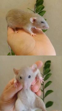 "rato twister dumbo" - Roedores no Brasil