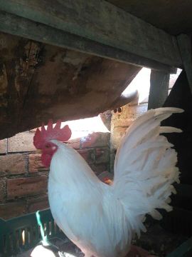 "pintinhos garnize" - Outros animais no Brasil