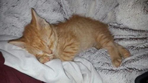 "gato laranja" - Gatos no Brasil