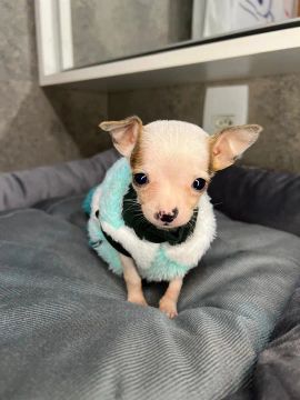 "pinscher 0" - Cachorros no Brasil