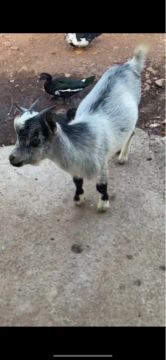 "mini cabras" no Brasil