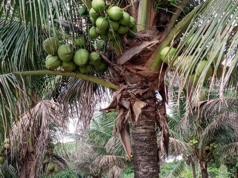 "coco verde" no Brasil