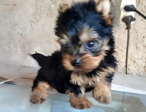 "yorkshire terrier mini" - Cachorros no Brasil