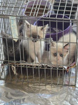 "filhotes de gatos siames" - Gatos no Brasil