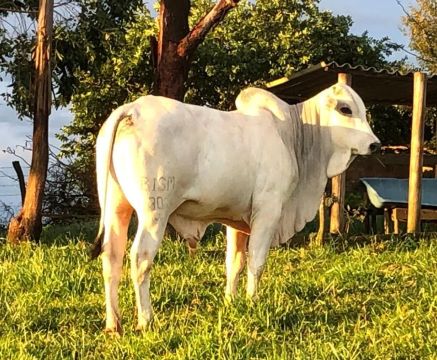 "nelore pintado" - Animais para agropecuária no Brasil
