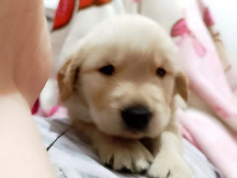 Cachorro Golden Retriever no Brasil