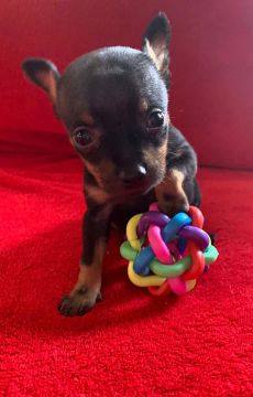 "pinscher 00 miniatura" - Cachorros no Brasil