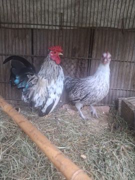 "mini garnizes" no Brasil