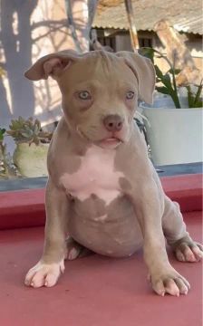 "cachorros pit monster" - Cachorros no Brasil