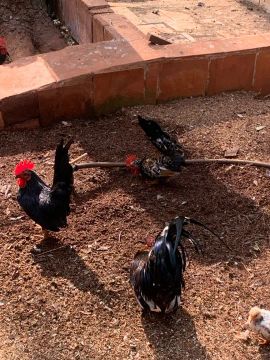 "garnizes nagasaki" no Brasil