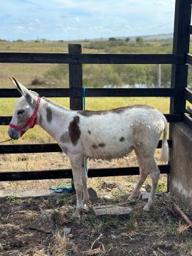 "jumentos" no Brasil