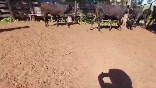 "bezerro angus" no Brasil