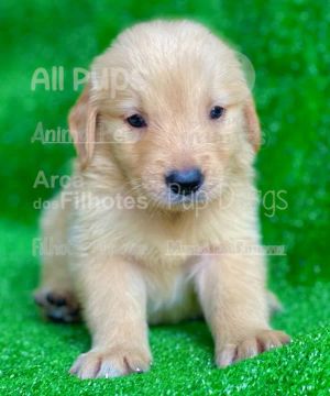 "golden femea" - Cachorros no Brasil