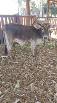 "boi mini boi" - Animais para agropecuária no Brasil