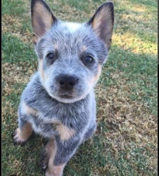 "filhotes de red heeler" - Cachorros no Brasil