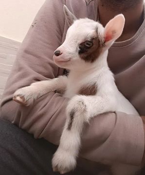 "mini cabrito" no Brasil