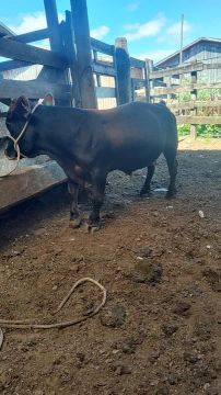 "boi mini boi" - Animais para agropecuária no Brasil