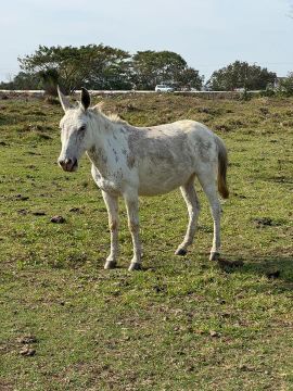 "cavalos e burros" no Brasil