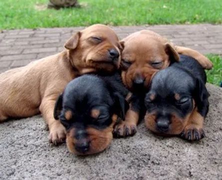 "pinscher 00 miniatura" - Cachorros no Brasil