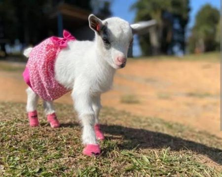 "mini cabras" no Brasil