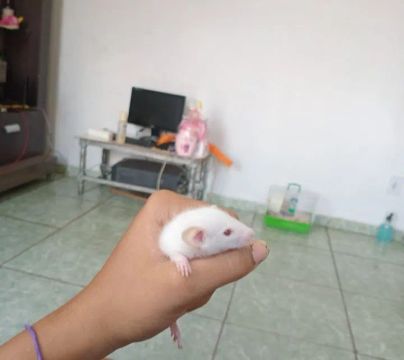 "rato twister venda" - Roedores no Brasil