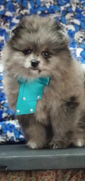 "spitz merle" - Cachorros no Brasil