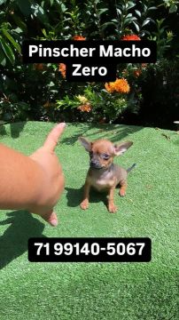 "pinscher 0" - Cachorros no Brasil