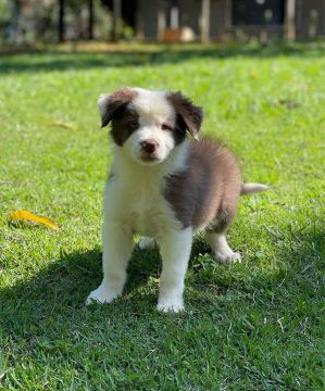 "bode filhote" no Brasil