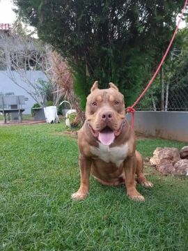 "cachorros pit monster" - Cachorros no Brasil