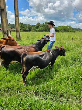 "mini vaca" - Animais para agropecuária no Brasil