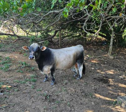 "boi mini boi" - Animais para agropecuária no Brasil