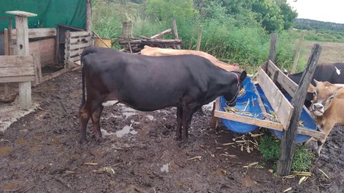 "vaca jersey" - Animais para agropecuária no Brasil