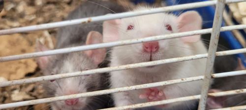 "rato twister venda" - Roedores no Brasil