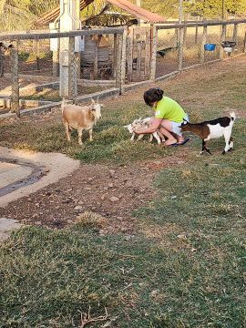 "bode filhote" no Brasil