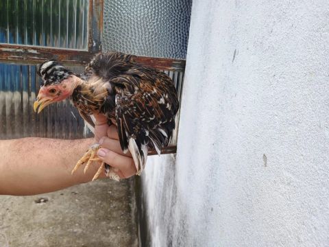 "garnizes nagasaki" no Brasil