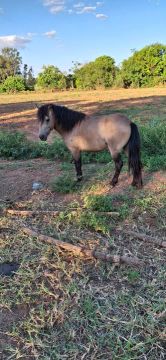 "mini ponei" no Brasil