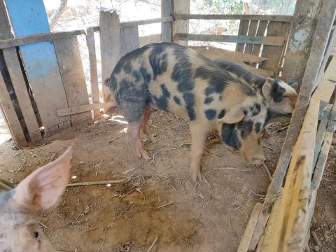 "filhotes de porcos" - Outros animais no Brasil