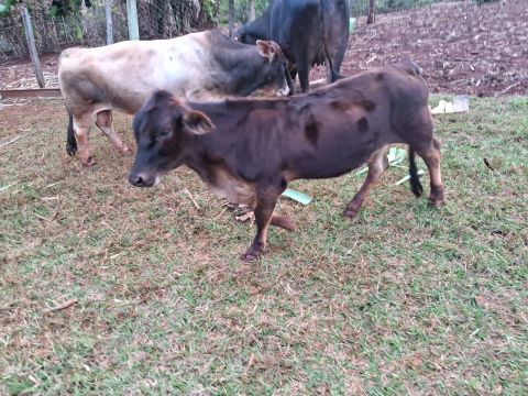 "mini vaca" - Animais para agropecuária no Brasil