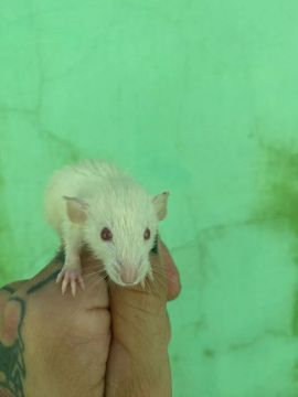 "rato twister dumbo" - Roedores no Brasil