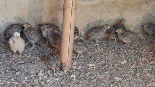 "filhotes de codornas" - Outros animais no Brasil