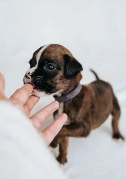 Cachorros em São Paulo e região, SP