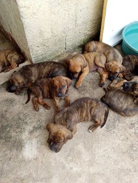 "filhote fila" - Cachorros no Brasil