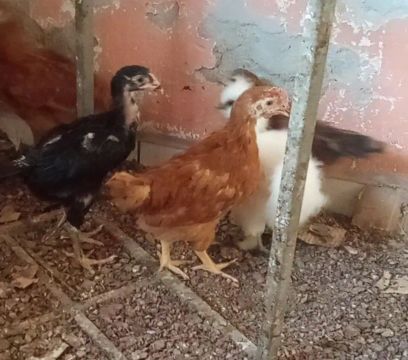 "frangas poedeiras" no Brasil