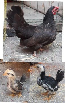 "galinha garninze" no Brasil