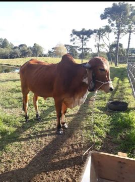 Animais para agropecuária no Rio Grande do Sul