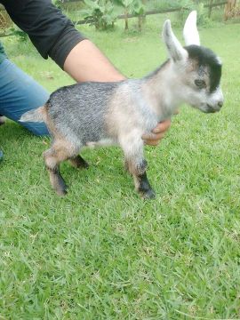 "mini cabrito" no Brasil