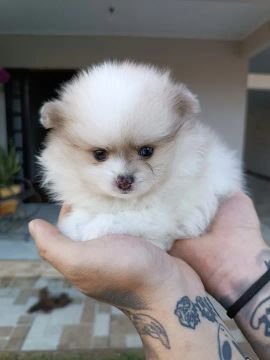 "spitz merle" - Cachorros no Brasil