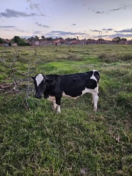 "mini vaca" - Animais para agropecuária no Brasil