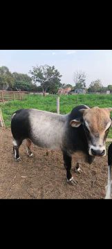 "mini vaca" - Animais para agropecuária no Brasil