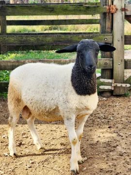 "carneiros dorper" no Brasil